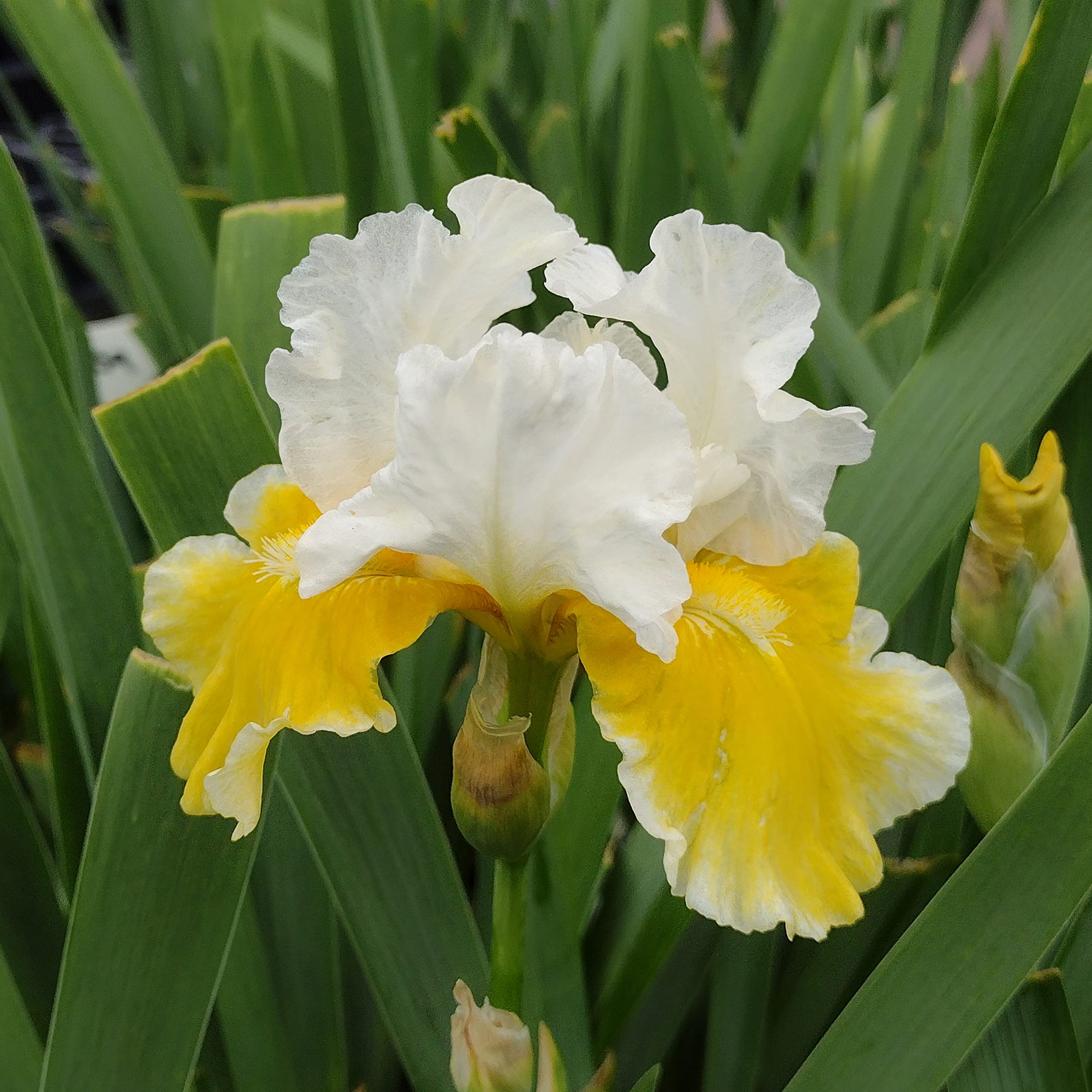 White Bearded Iris