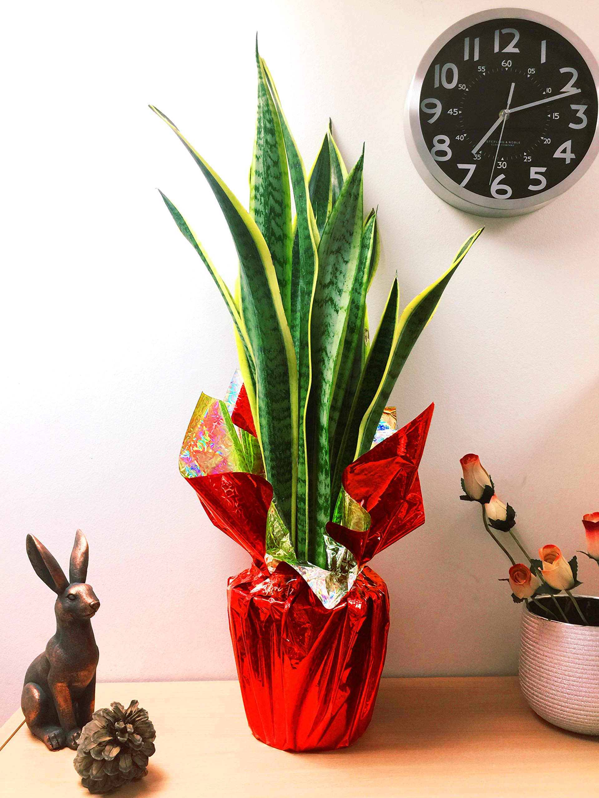 Easy Plants 1 Snke Plant Mother In Laws Tongue In | Desertcart Bahamas