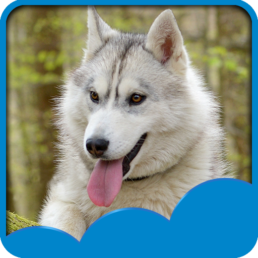 Husky Live Wallpapers - App on Amazon Appstore