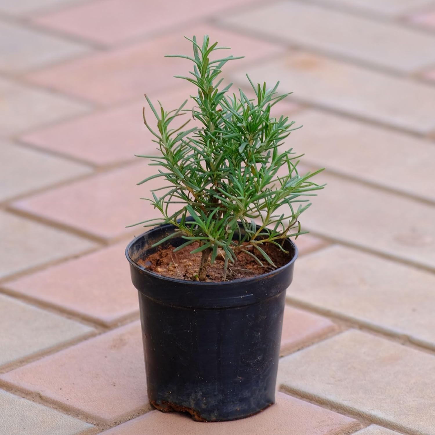 kushplant Rosemary Plant Organic Plant For Foods & Hair Ved Herb Tree ...