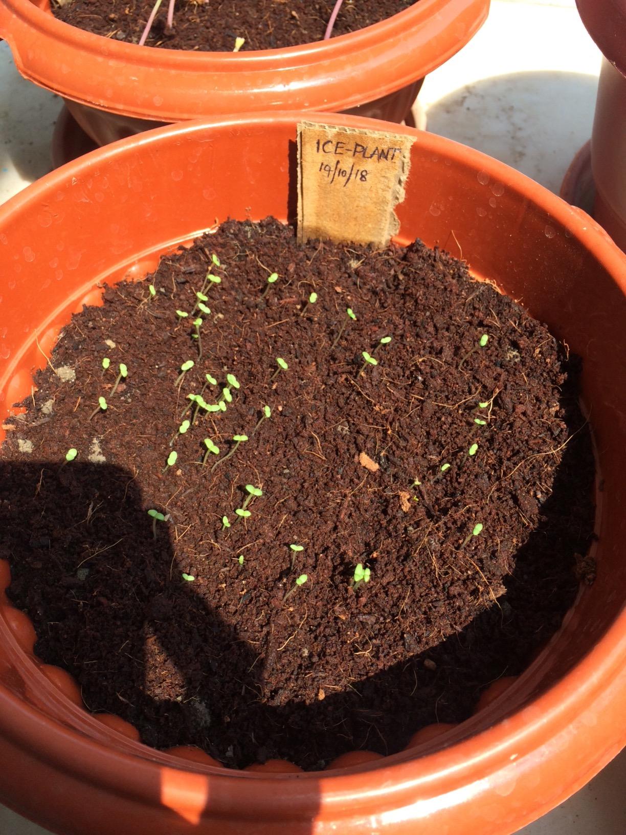 OL Seed Ice Plant Flower Seeds - Pack of 100 Seeds : Amazon.in: Garden ...