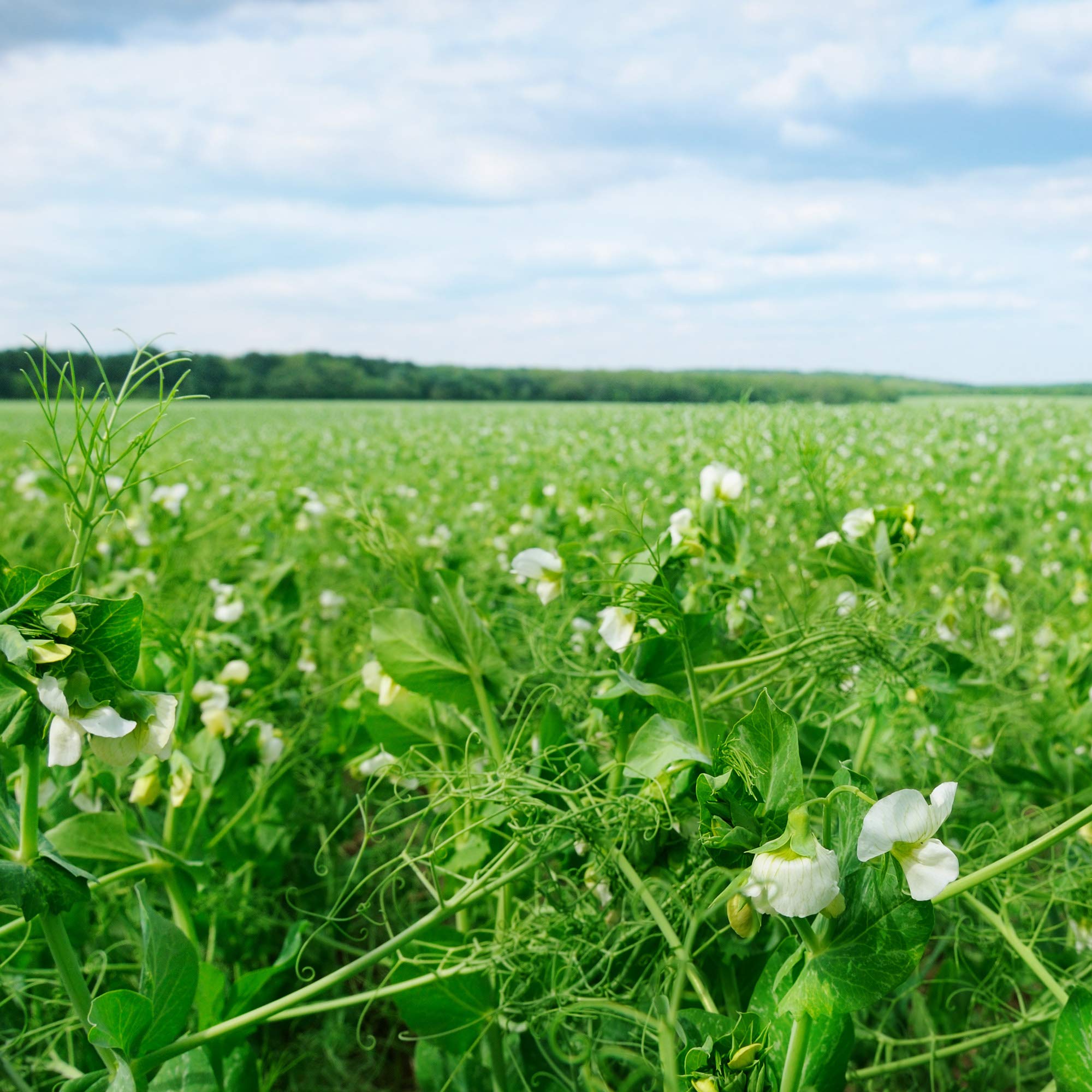 Field Peas Cover Crop