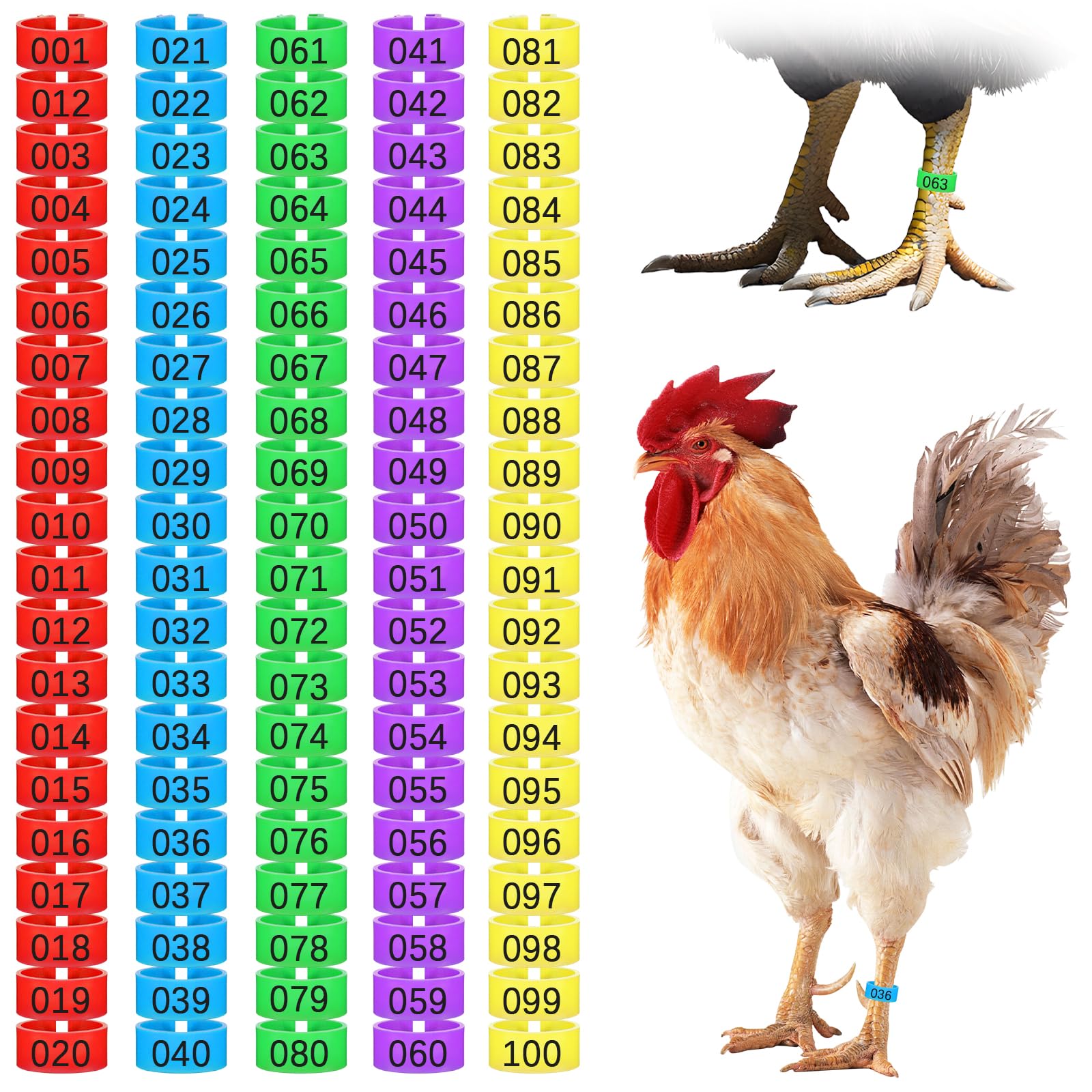 Gamefowl Leg Color Chart