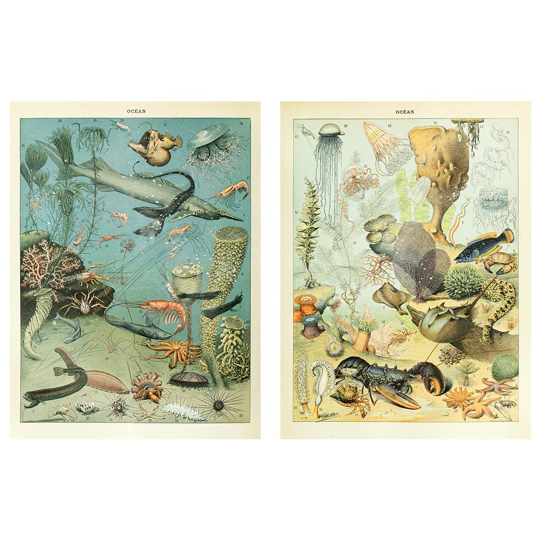 Amazon.com: Meishe Art Poster Print Marine Life Organism Deep Sea Fish ...