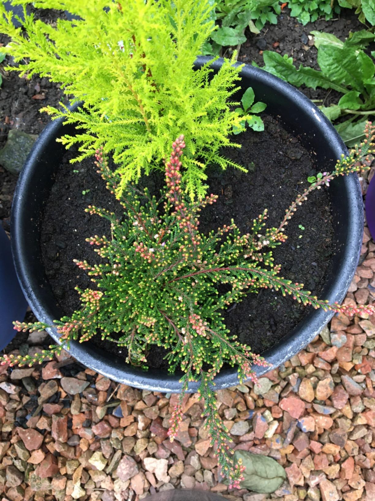 [x4] Scottish Heather Calluna Vulgaris 'Easter Bonfire' | Multi-Pack ...