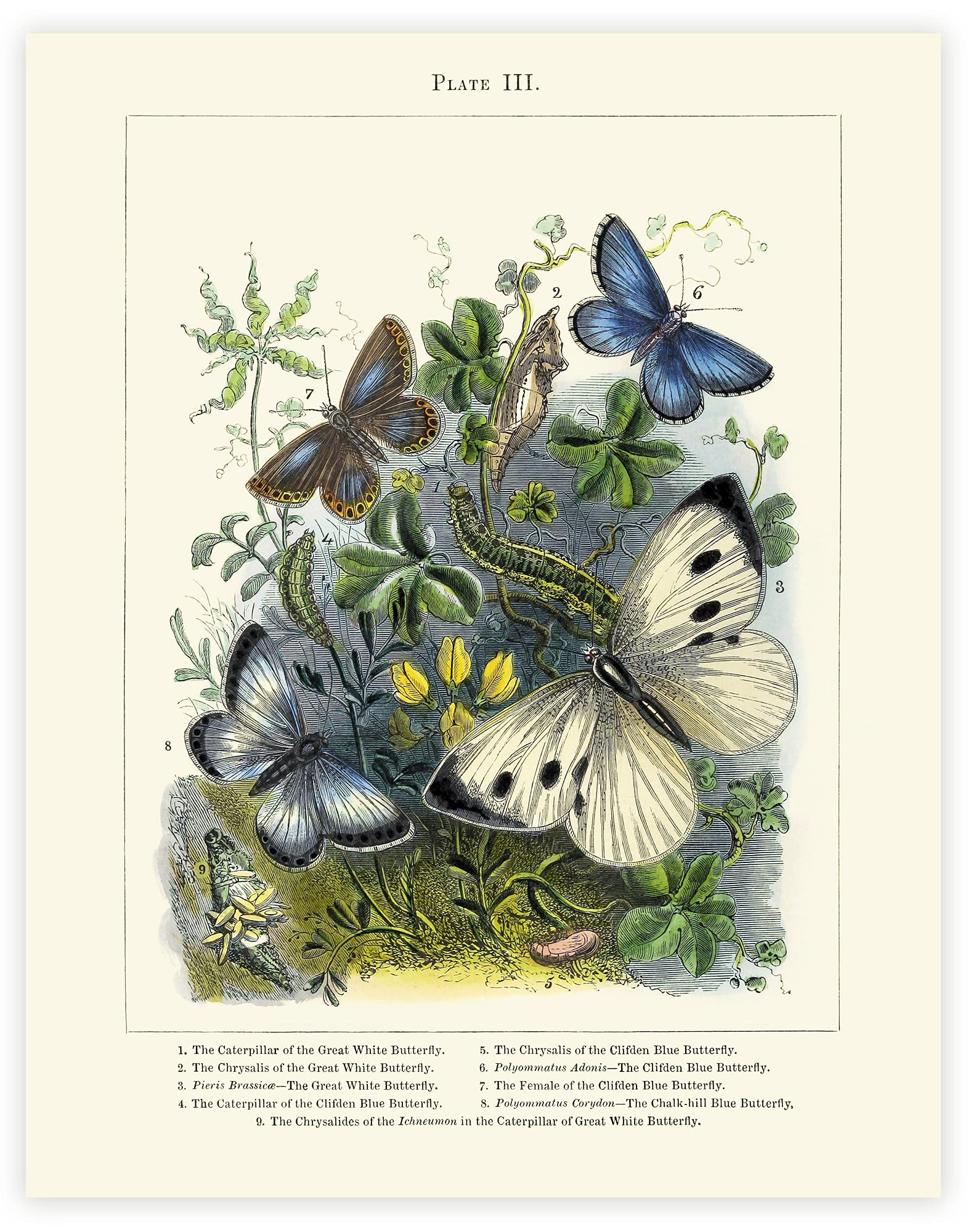 Caterpillar Scientific Drawing