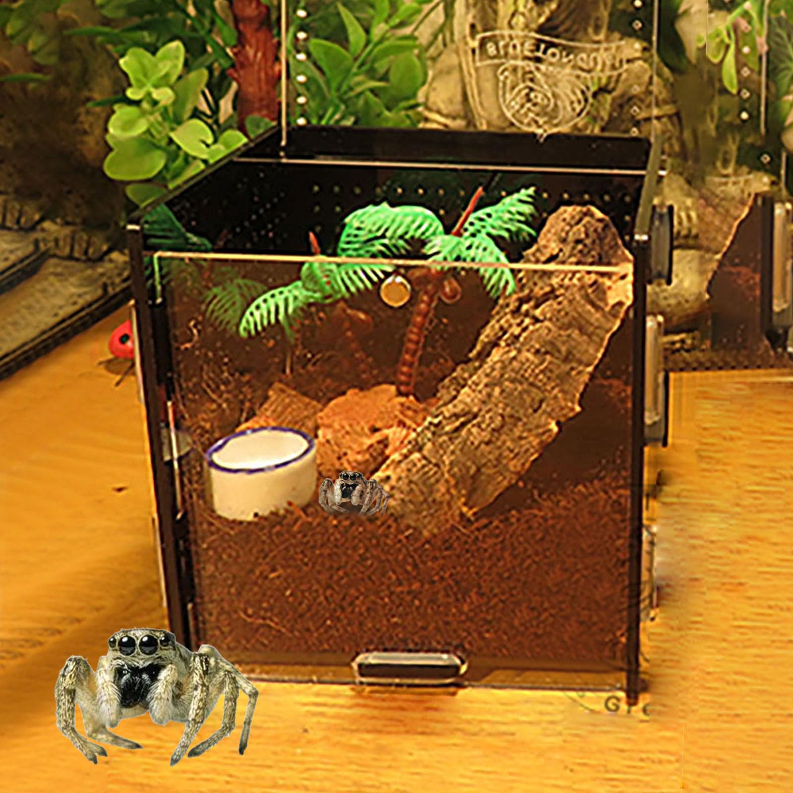 Amazon.com : MANON ROSA Jumping Spider Enclosure - Acrylic Reptile ...