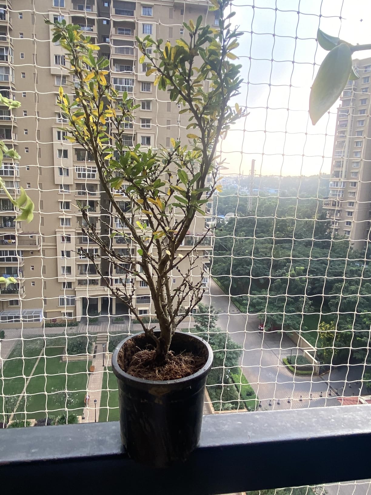 RISHIKA PLANT HOUSE "Desmodium Blue Braya" | "Vietnam Bonsai Bluebell ...