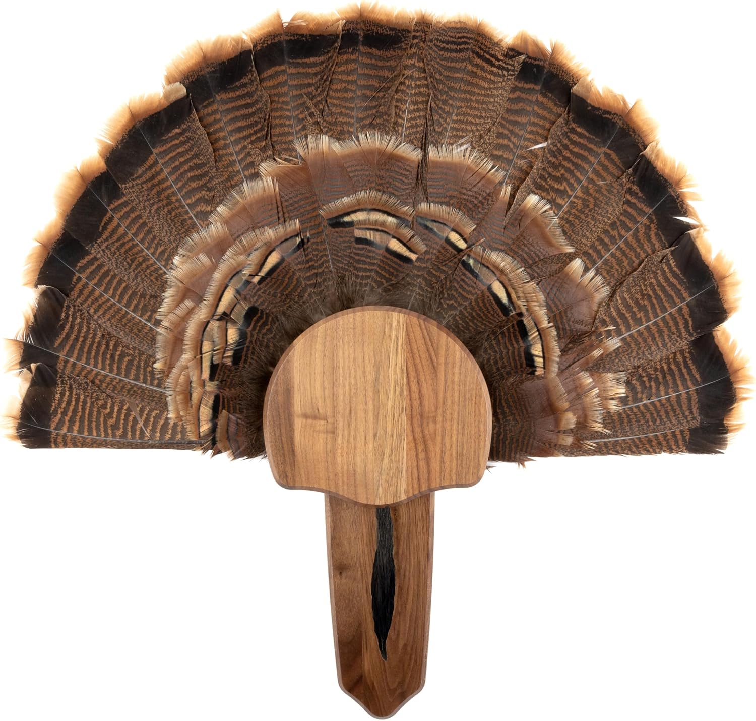 Amazon.com: Walnut Turkey Fan Mount with Display Kit : Sports & Outdoors