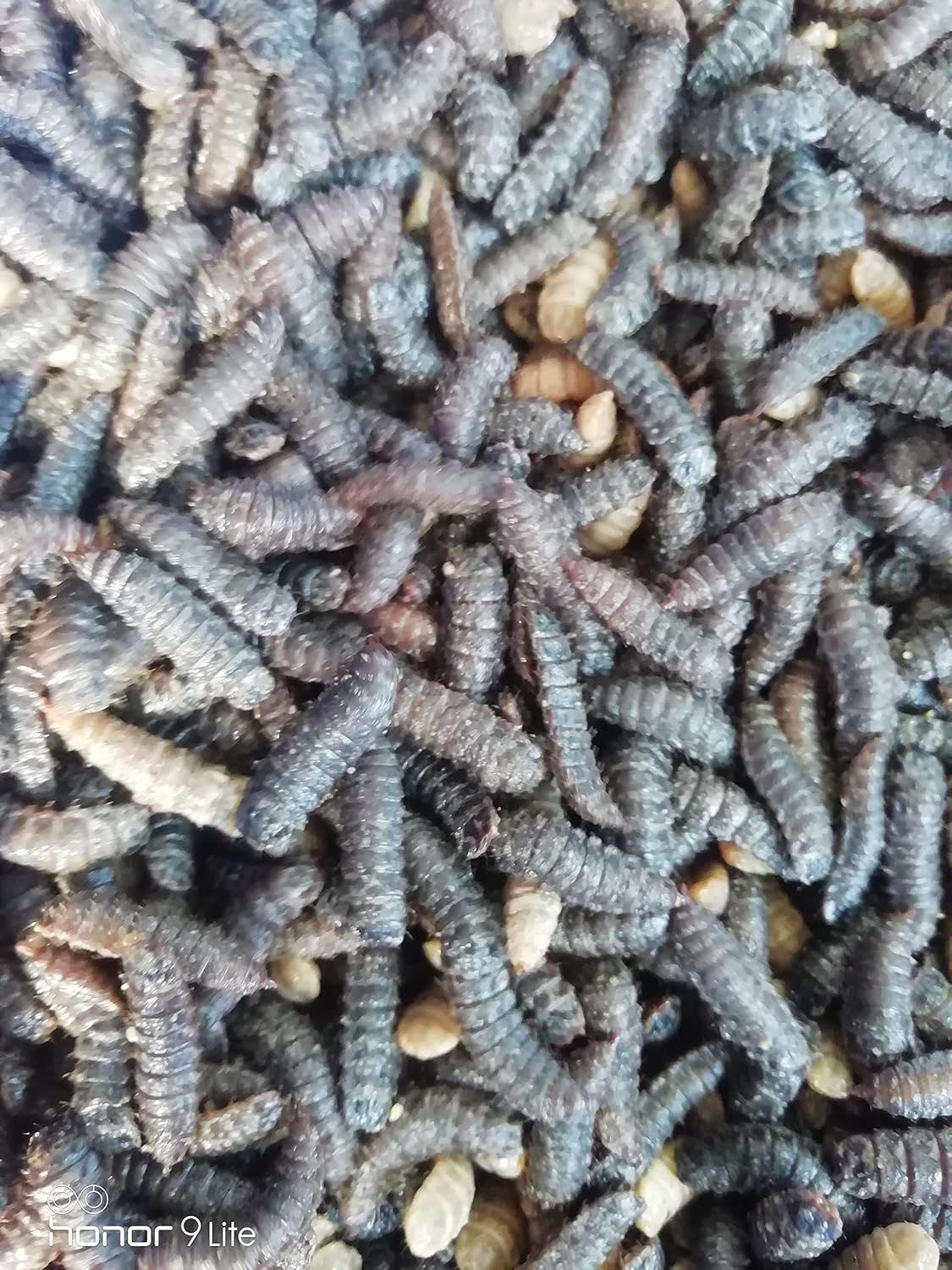 Milli entopro Black Soldier Fly Larve prepupea for Natural breading ...