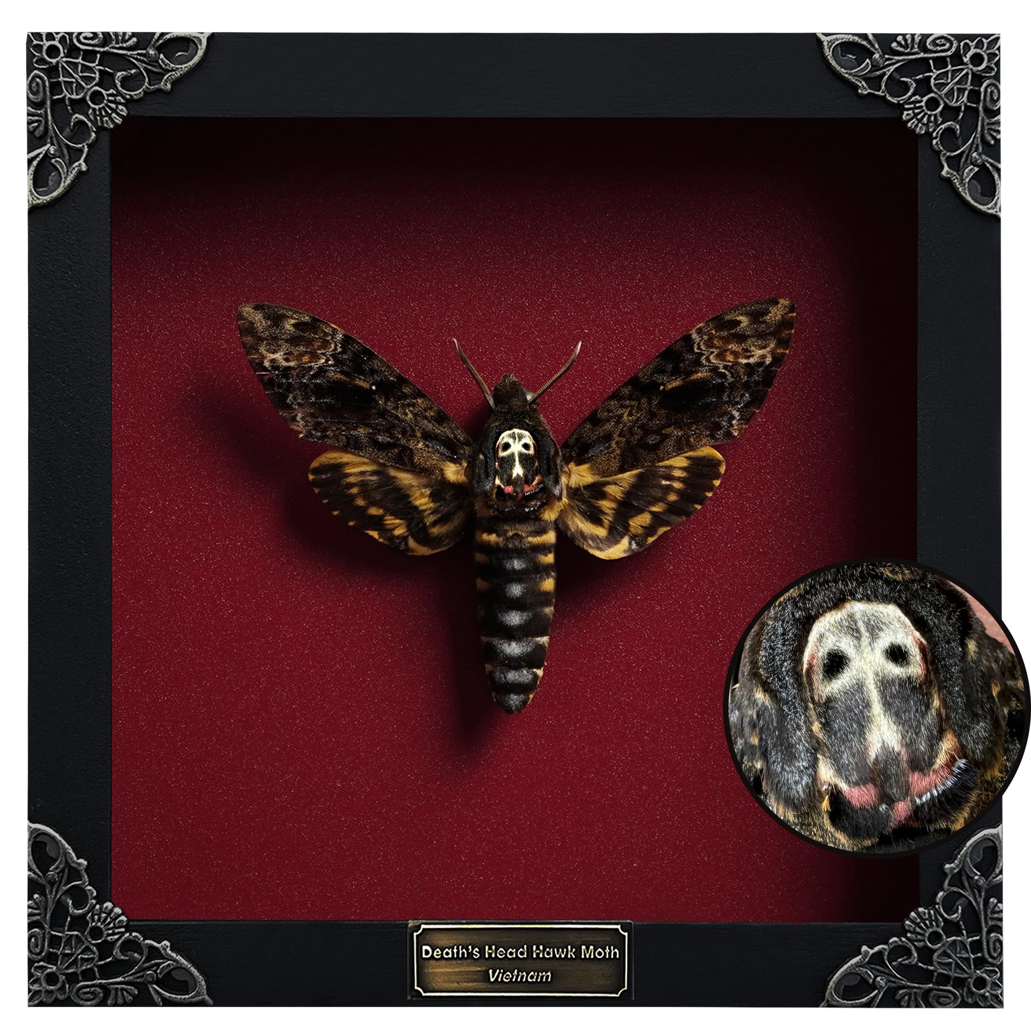 Amazon.com: Real Death Head Moth White Skull Acherontia Gothic Witchy ...