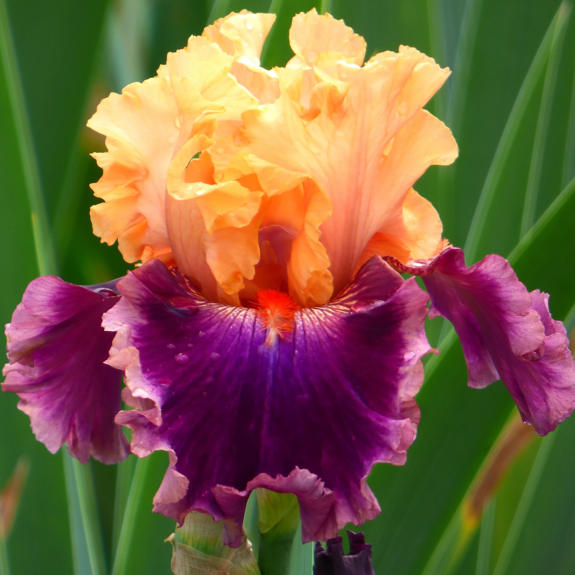 Iris Flower Pink