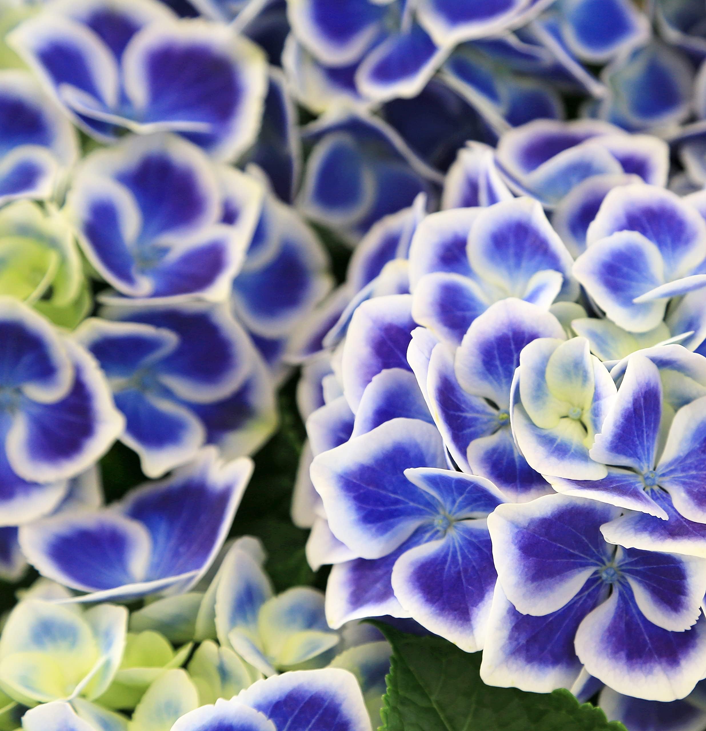 Hydrangea Double Dutch Alkmaar Beautiful Double Blue Flowers Hardy ...