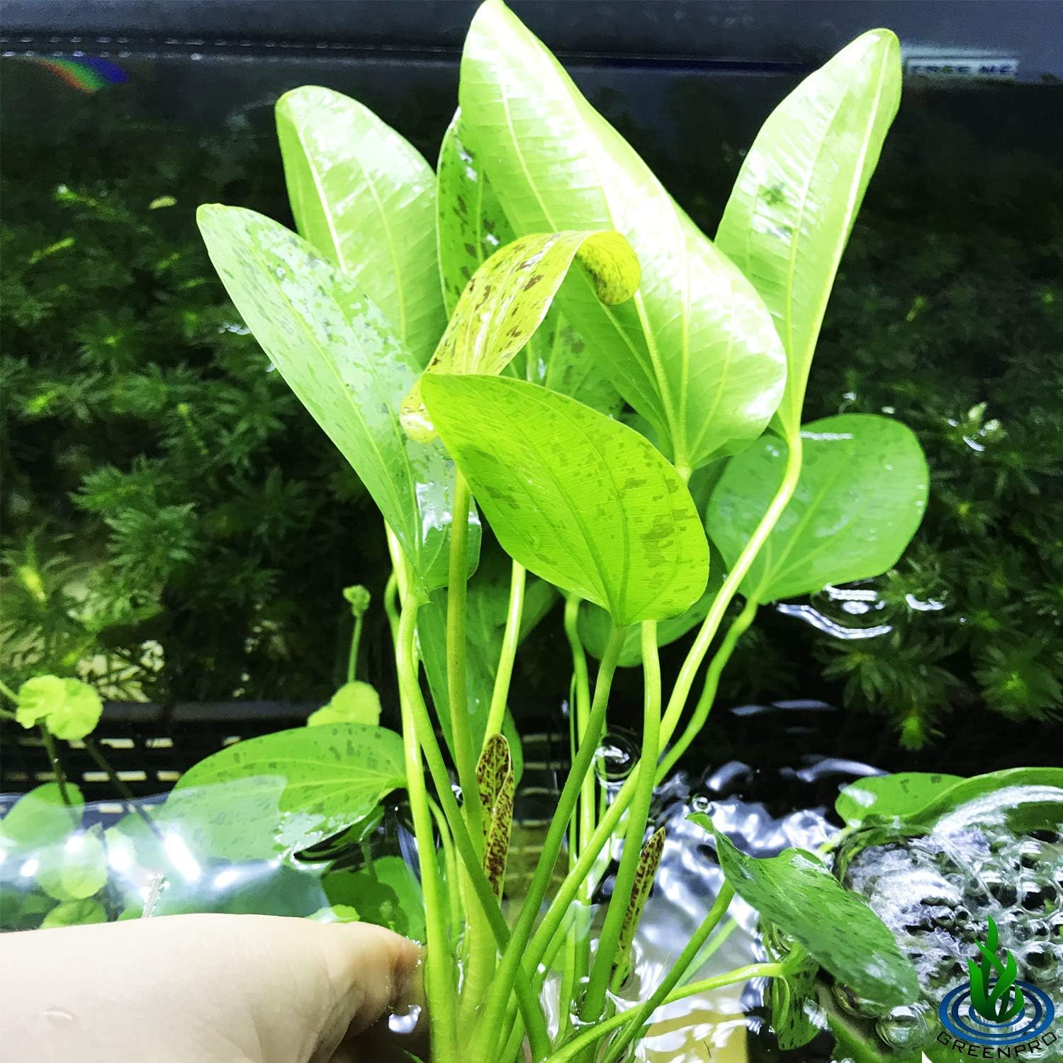 Amazon.com: Echinodorus Ozelot Green Amazon Sword Potted Background ...