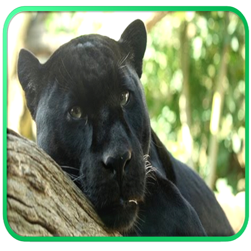 Jungle Animal Games - App on Amazon Appstore