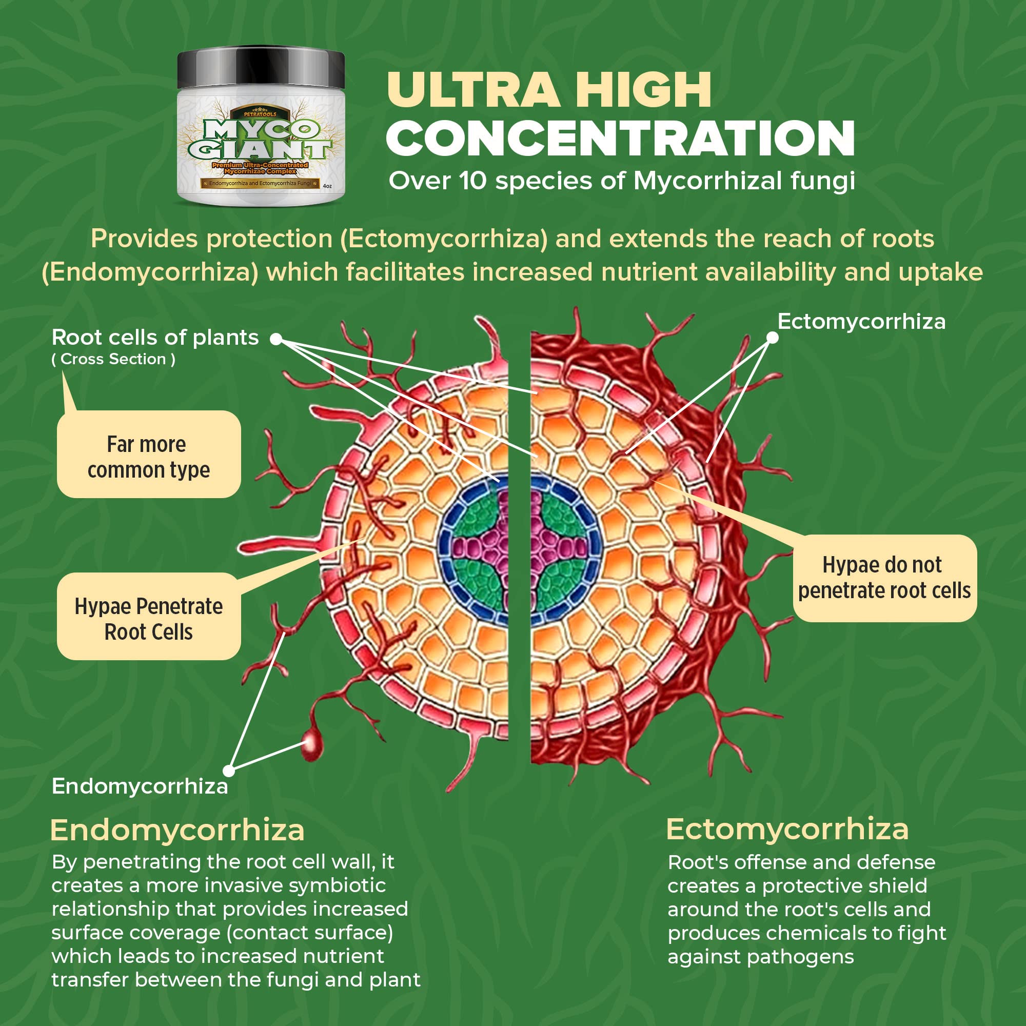 Mycorrhizae Cross Section