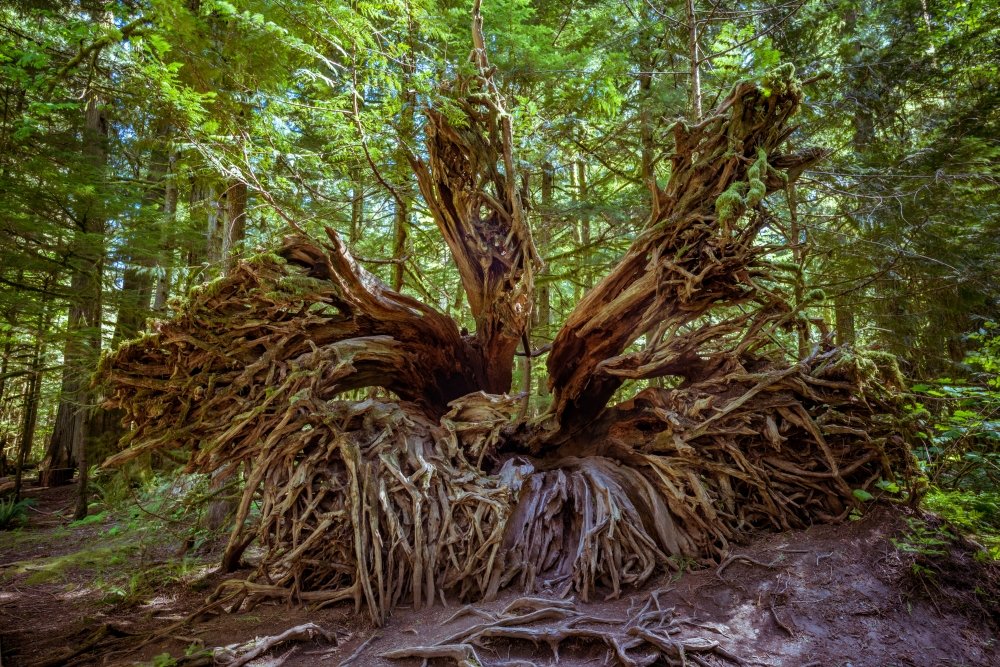 Red Cedar Tree Bc