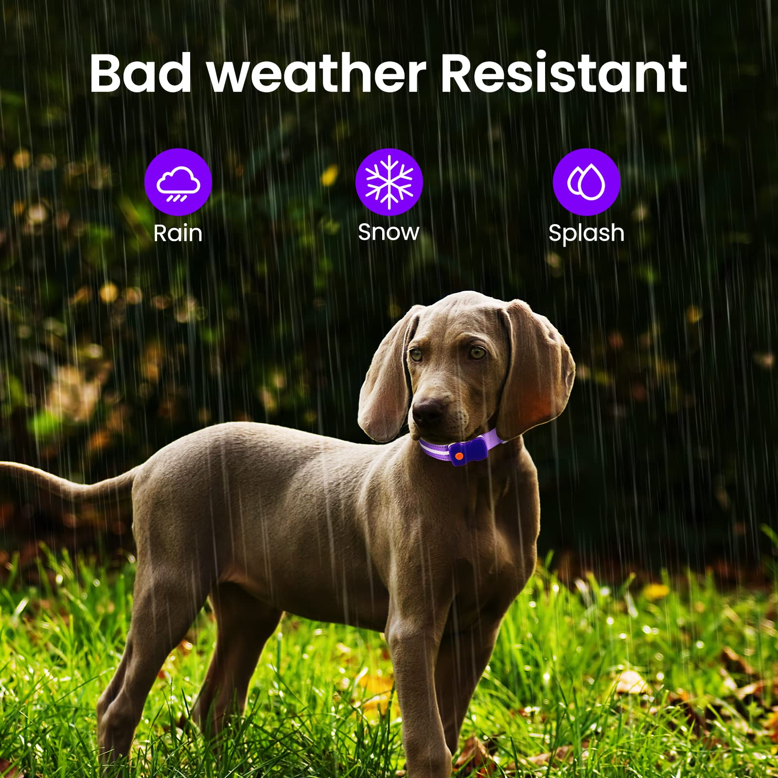 Snapklik.com : Light Up Dog Collar - RGB LED, Rechargeable, Water ...