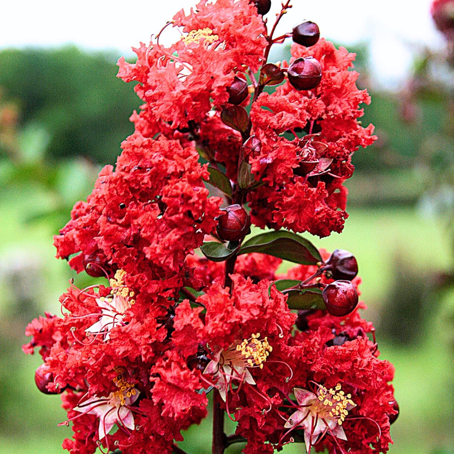 Amazon.com : Crape Myrtle Plant Live, Size 3-4 Feet Tall, Crepe Myrtle ...