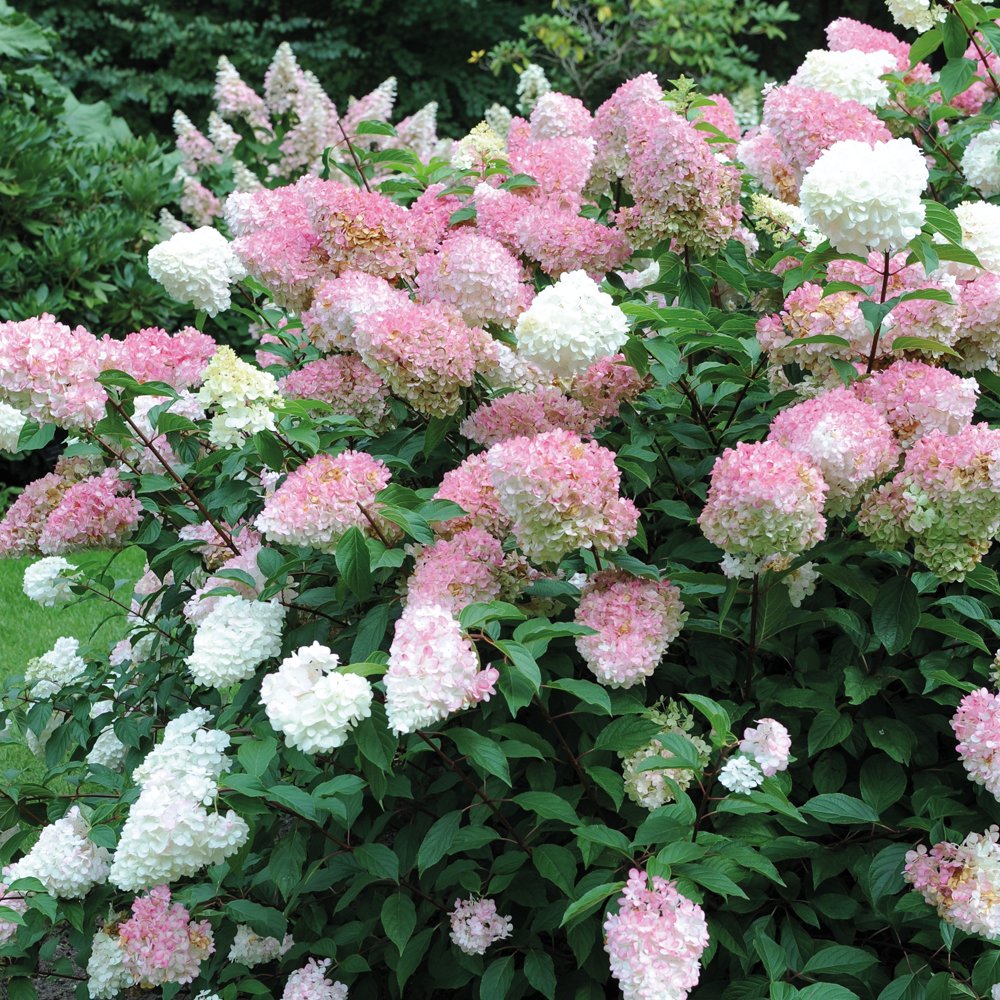 Hydrangea Paniculata Vanille Fraise 3 6 Litre Pot X 1 Renhy