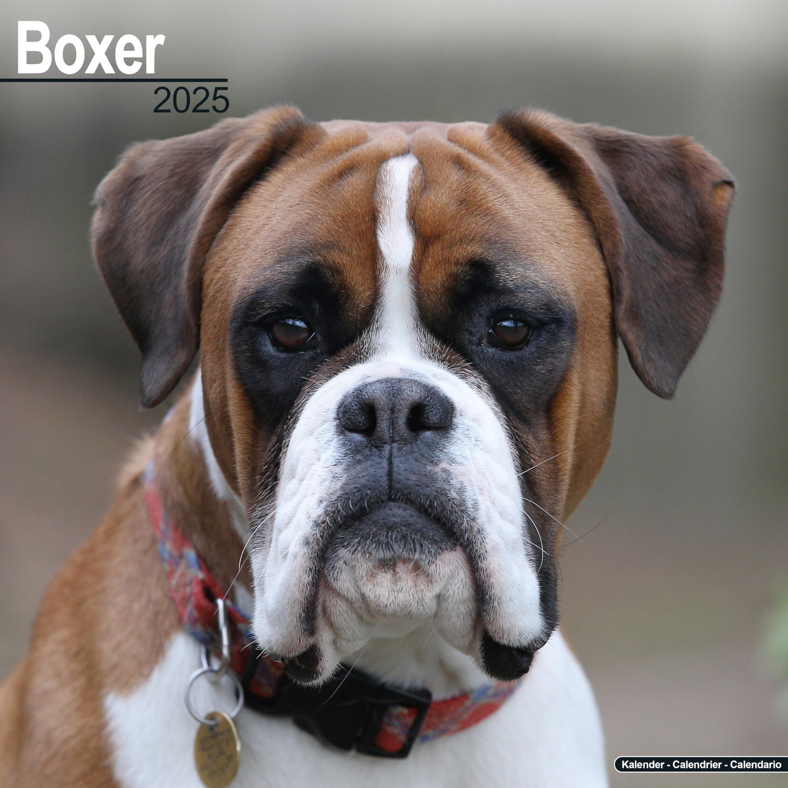 Boxer (Euro) Calendar 2025 | Square Dog Breed Wall Calendar - 16 Month ...
