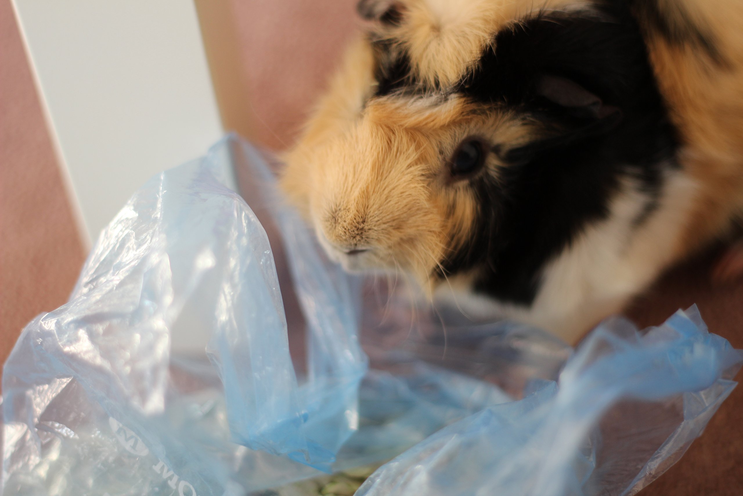 Popcorning Piggy Pea Flakes 500g - Healthy Treat for Guinea Pigs ...