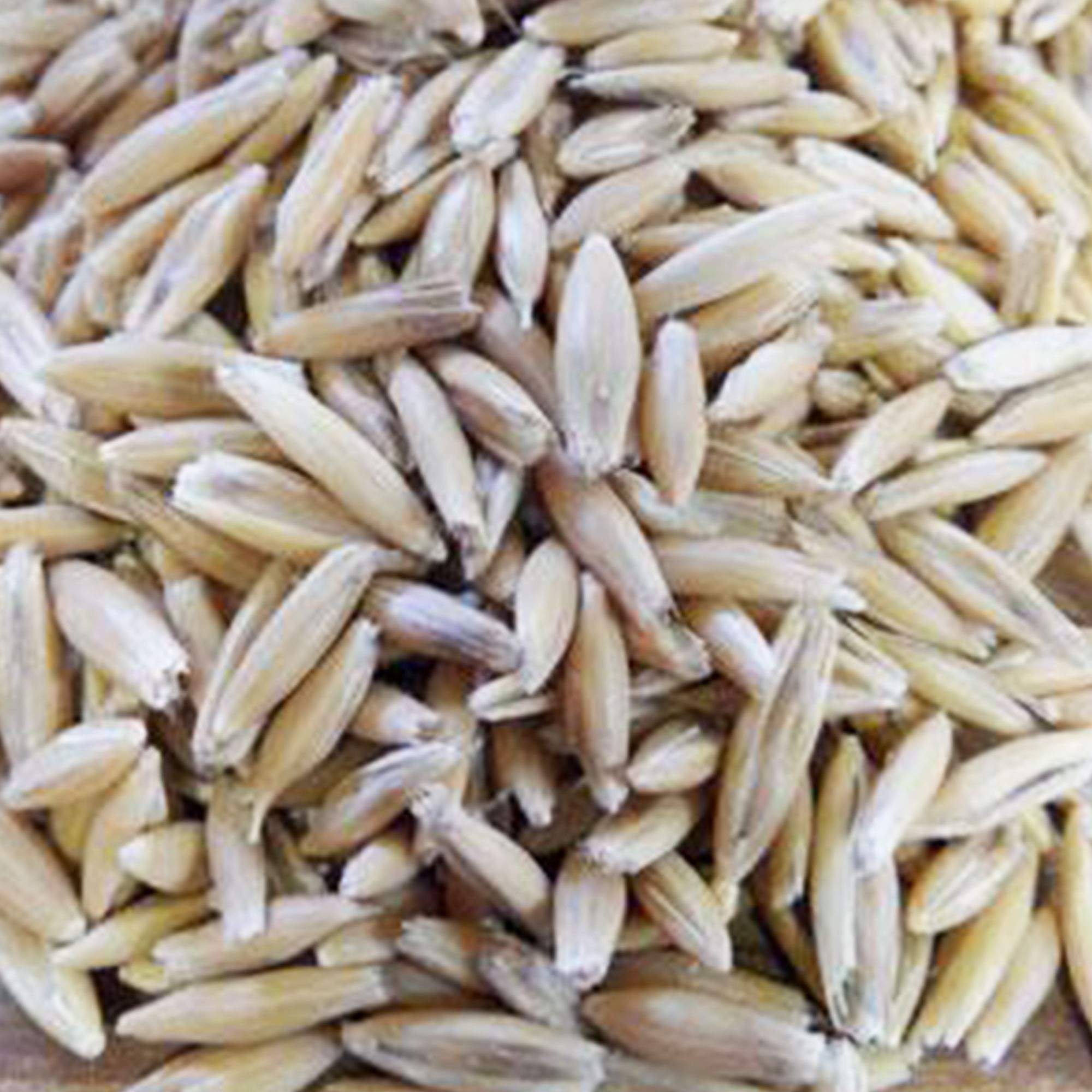 Oats Crop