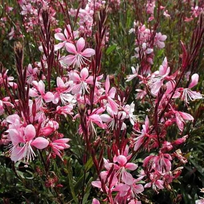 Amazon.com : 300+ Mixed Gaura Flower Seeds for Planting Perennial Gaura ...