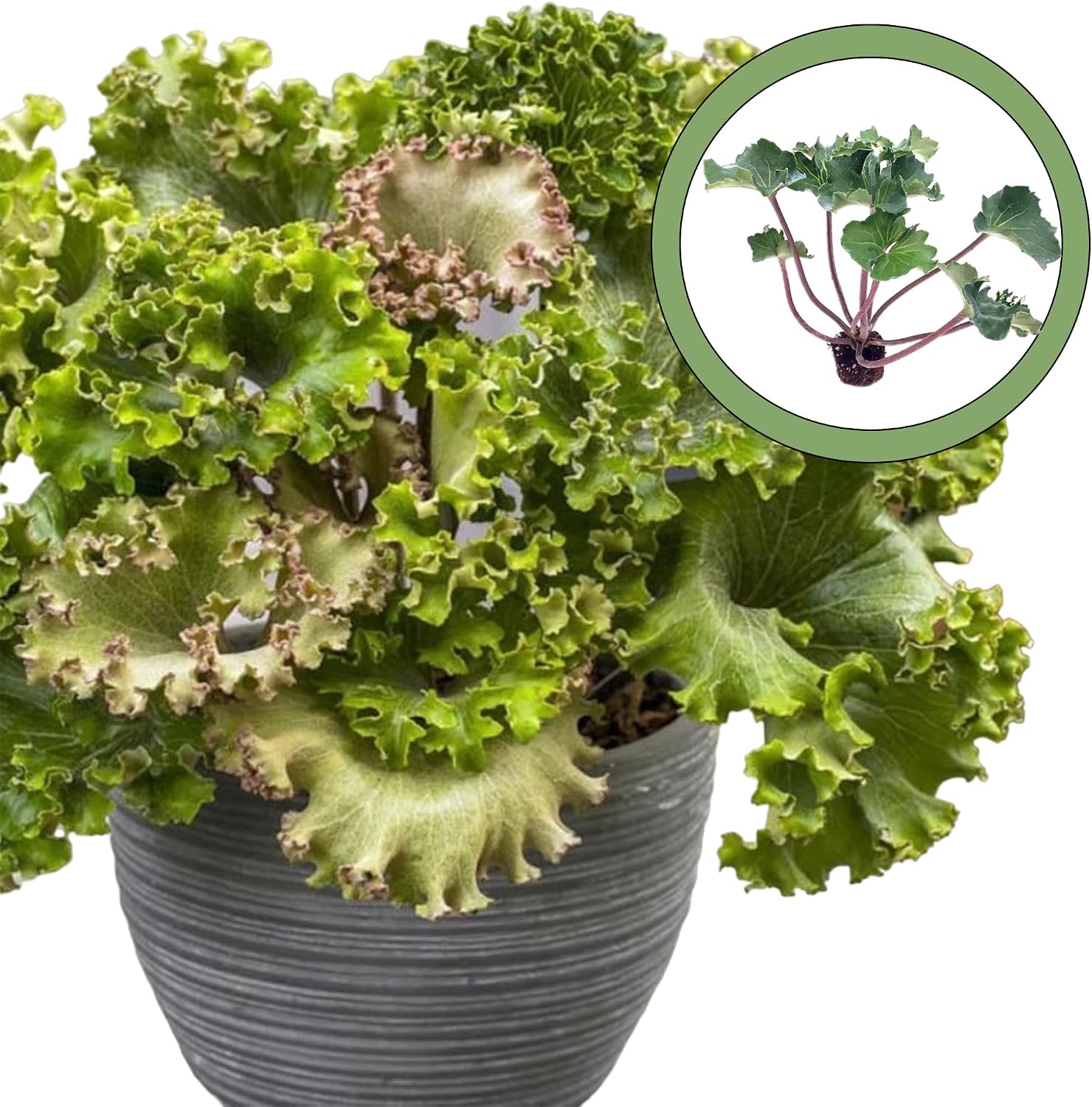 Amazon.com : Farfugium Gigantea “Wavy Gravy” Starter Plant : Patio ...
