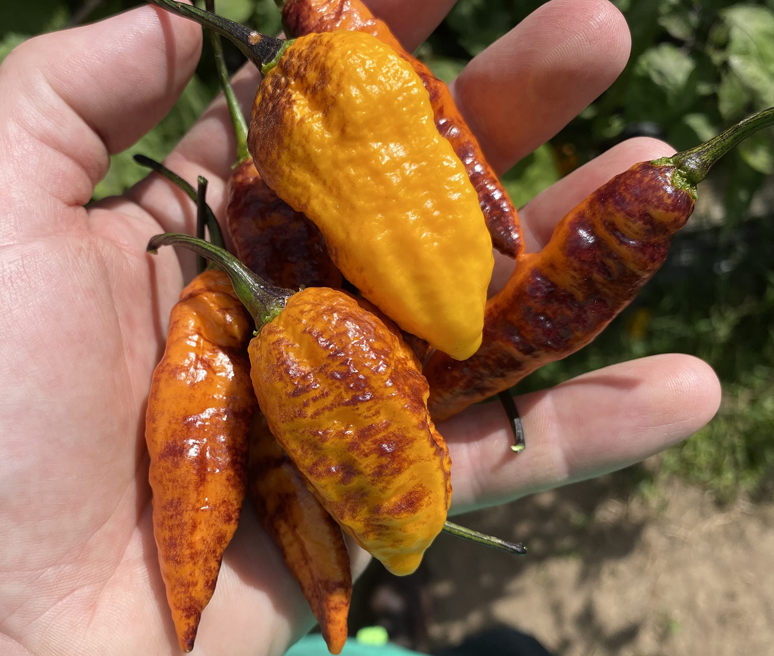 Scary Looking Peppers Halloween Stuffed Peppers Recipe | Perdue Farms