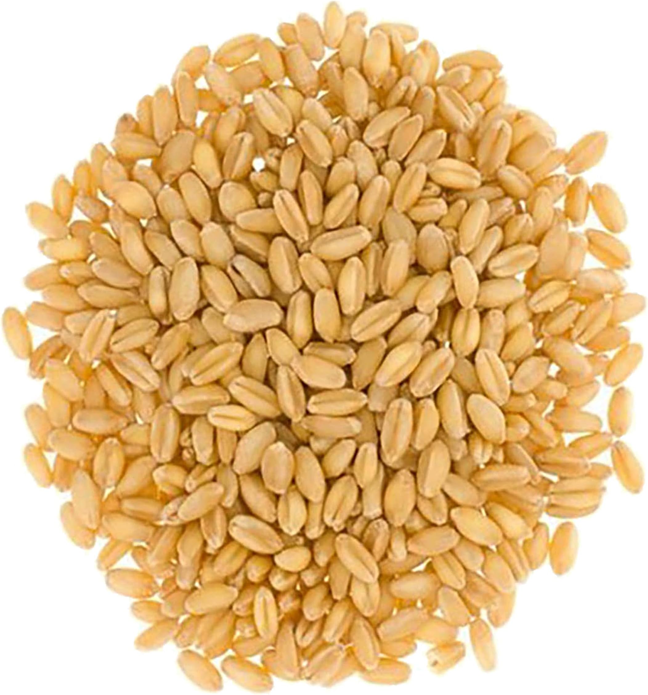 Amazon.com: Wheat Montana Prairie Gold Hard White Spring Wheat Berries ...