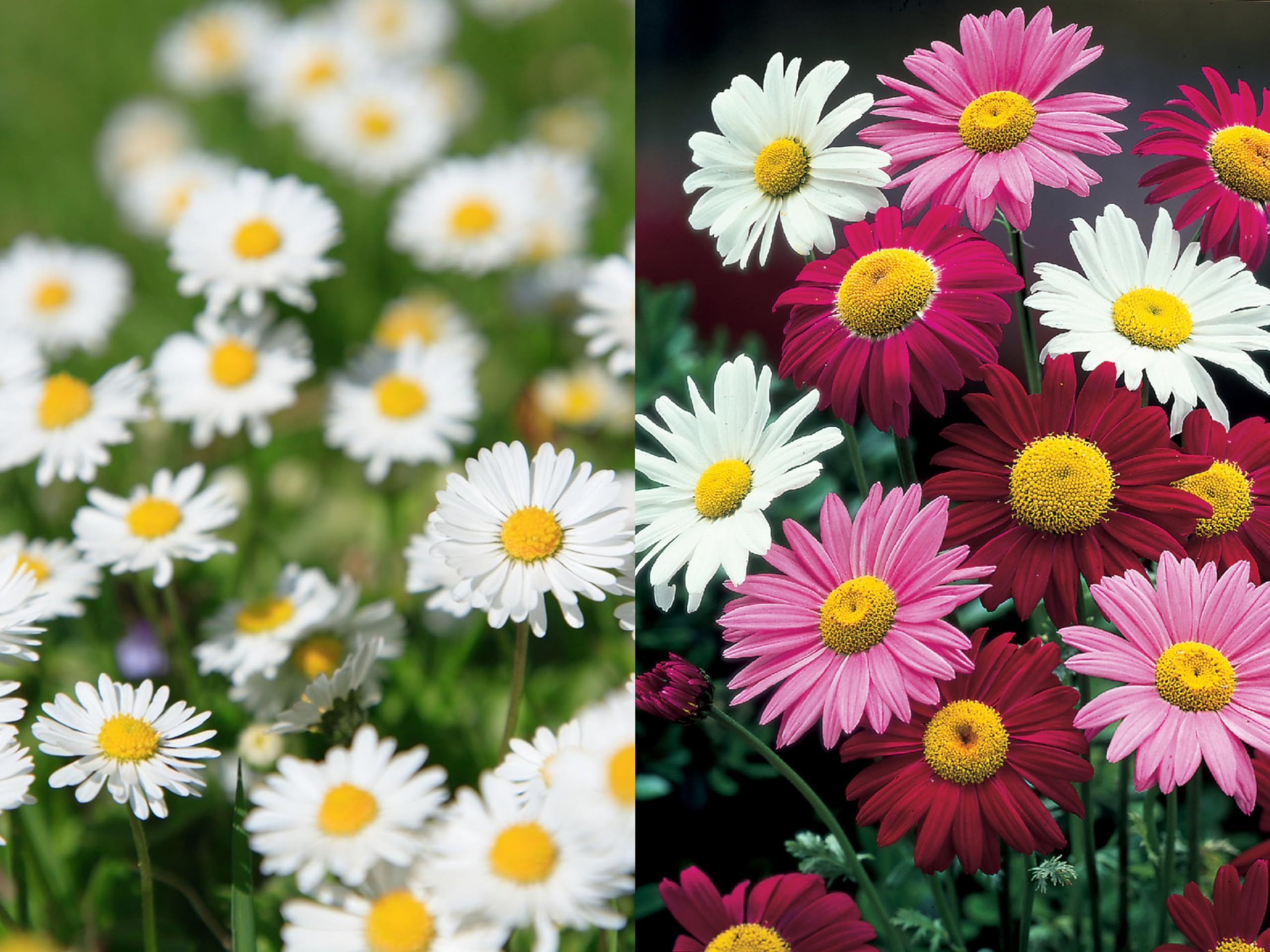 50+ Seeds- Mix Colour Pyrethrum Flower Seeds - Natural Insect Repellent ...