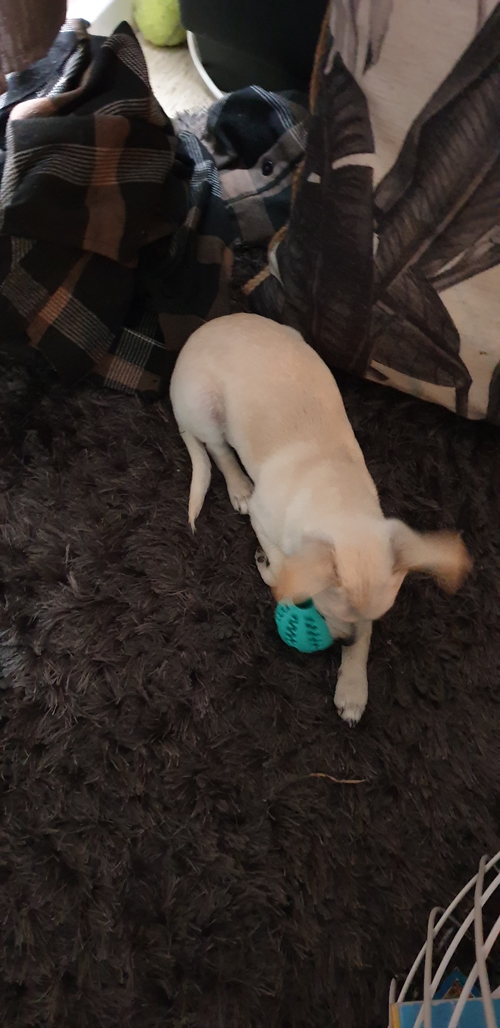 Zenify Pets Puppy Dog Toy Interactive Food Puzzle Treat Ball (Multi Pack Large) : Amazon.com.au ...