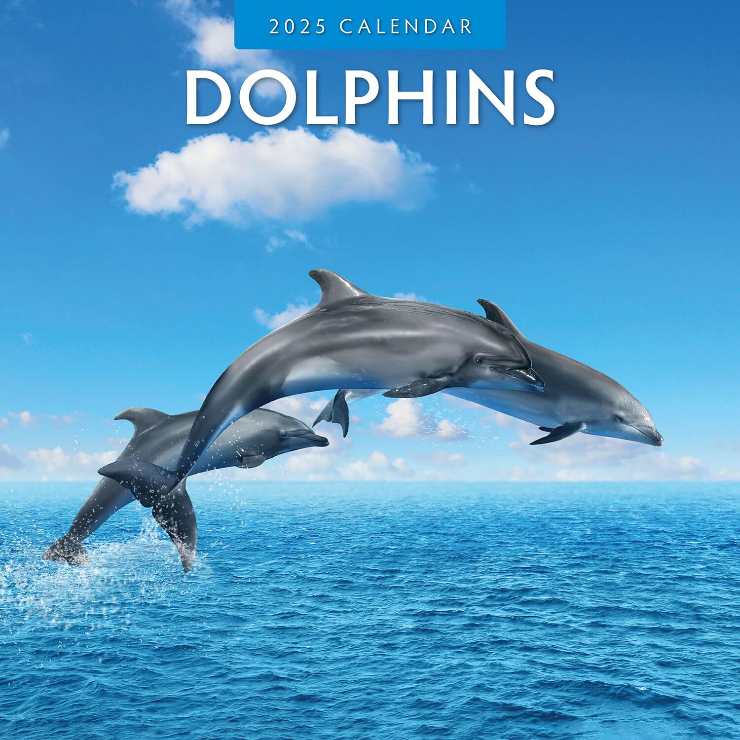 Amazon.com: Red Robin 2025 Dolphins Monthly Wall Calendar | 12" x 24 ...
