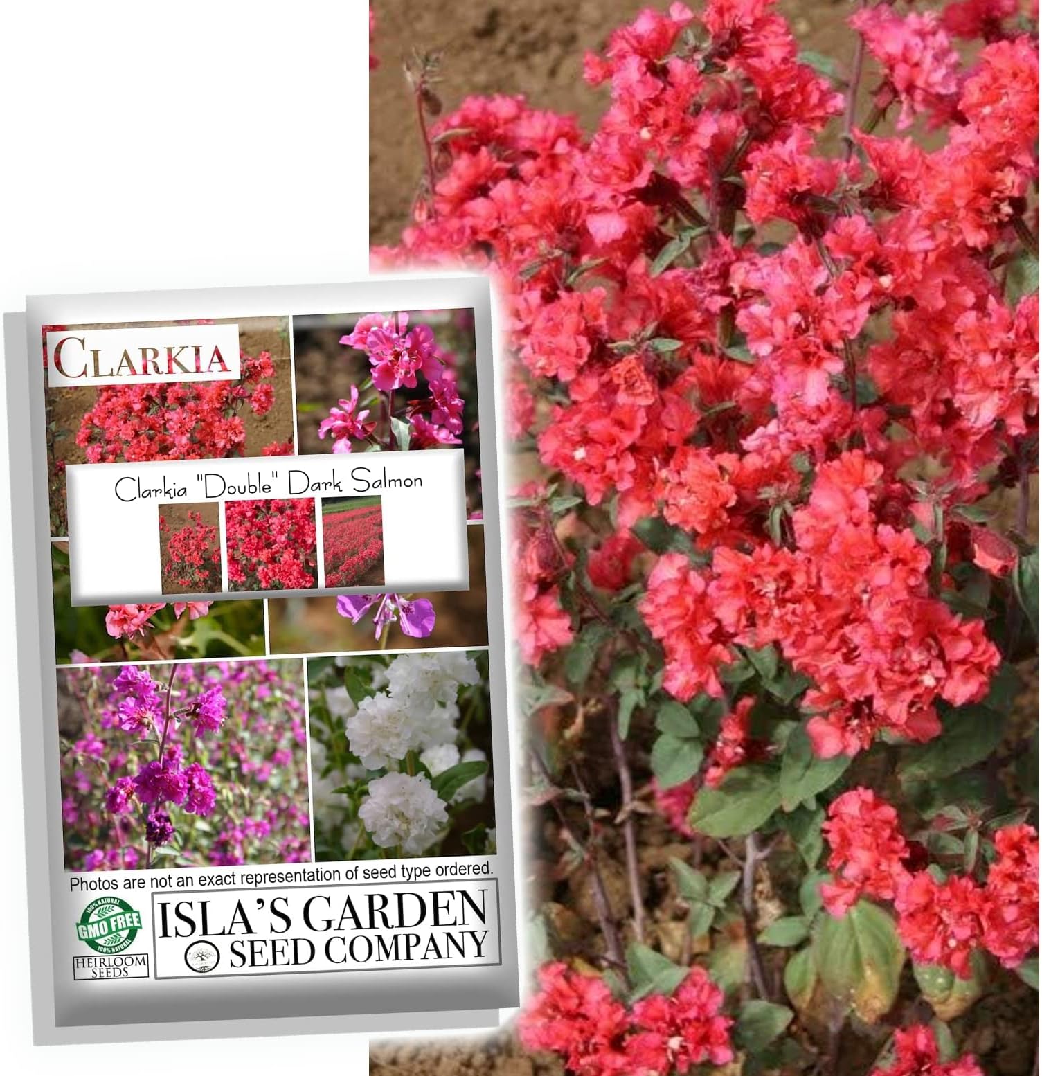 Amazon.com : Double Dark Salmon Clarkia Elegant Flower Seeds for ...
