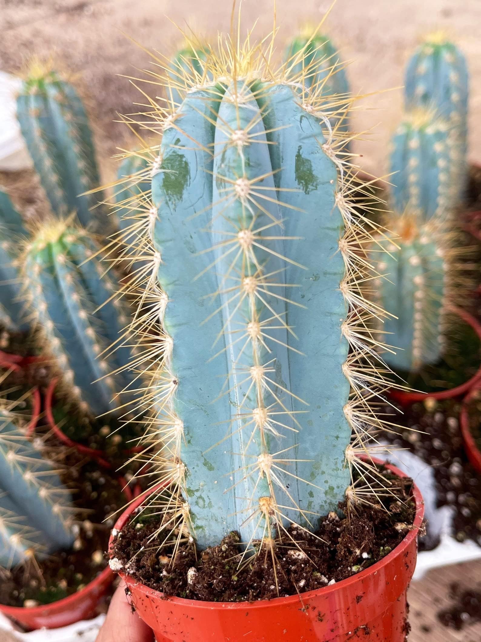 Amazon.com : Beleaf and Grow 2 inch Blue Torch Cactus : Patio, Lawn ...