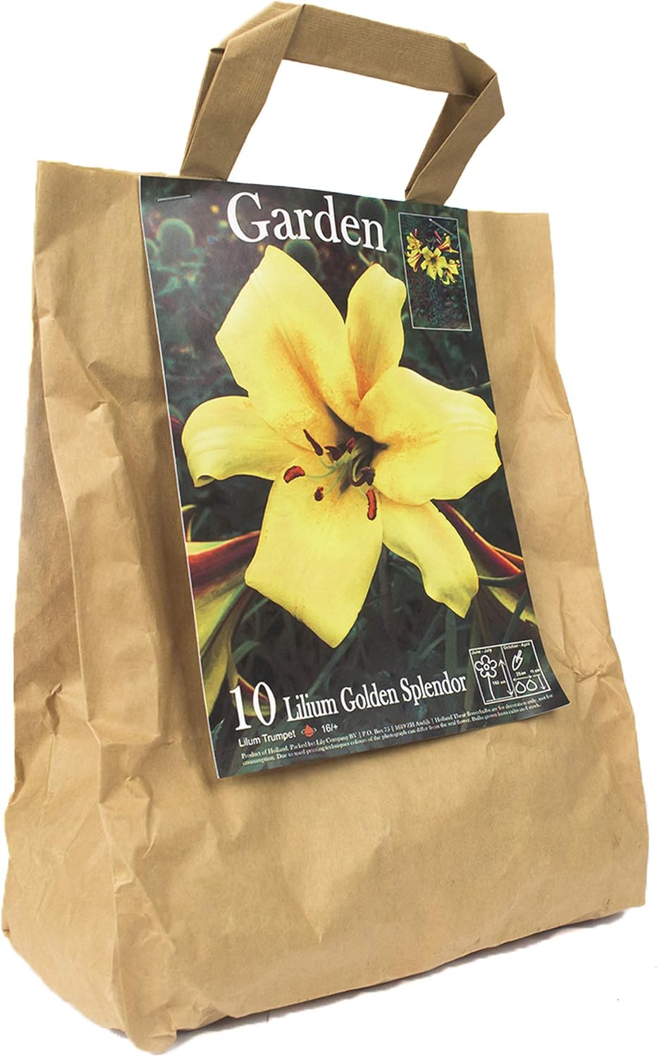 Interflowers 10 echte Lilienzwiebeln in verschiedenen Farben ...