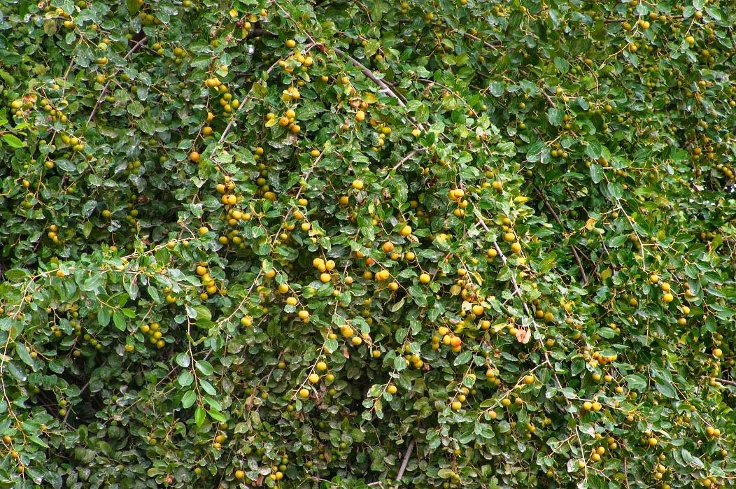 OXTIC Live Desi Ber/Beri/Small Jujube Fruit Grafted Healthy Plant With ...