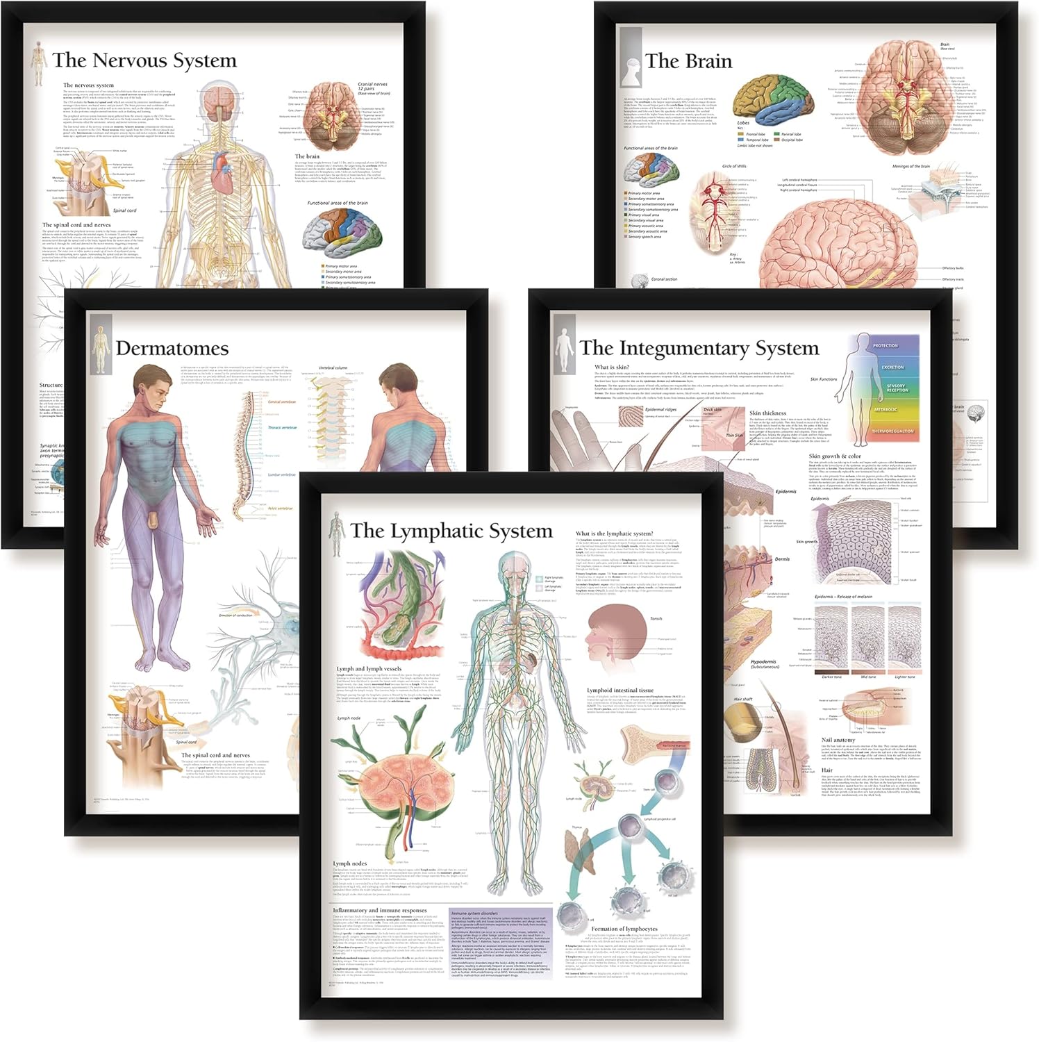 5 Pack - Framed Anatomical Art Print Set: Nervous System, The Brain ...