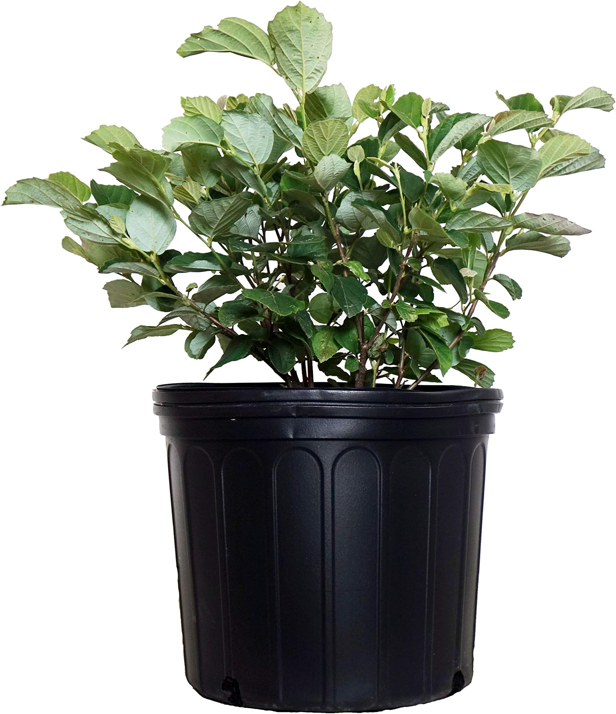 Amazon.com : Fothergilla major 'Mt. Airy' (Fothergilla) Shrub, white ...