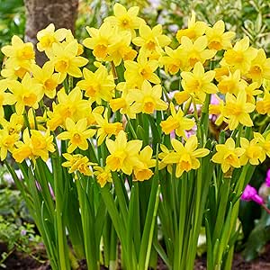 GardenersDream 100 x Tete A Tete Daffodil Bulbs - Trumpet Spring ...