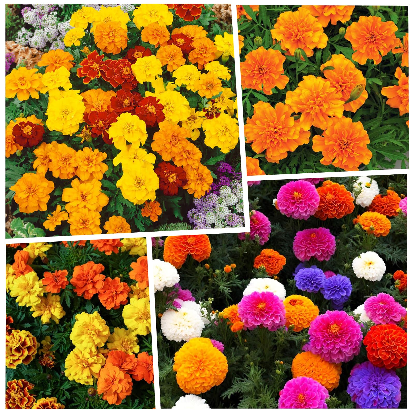 Amazon.com : 500+ Annual French Marigold Garden Flower Mix Flower Seeds ...