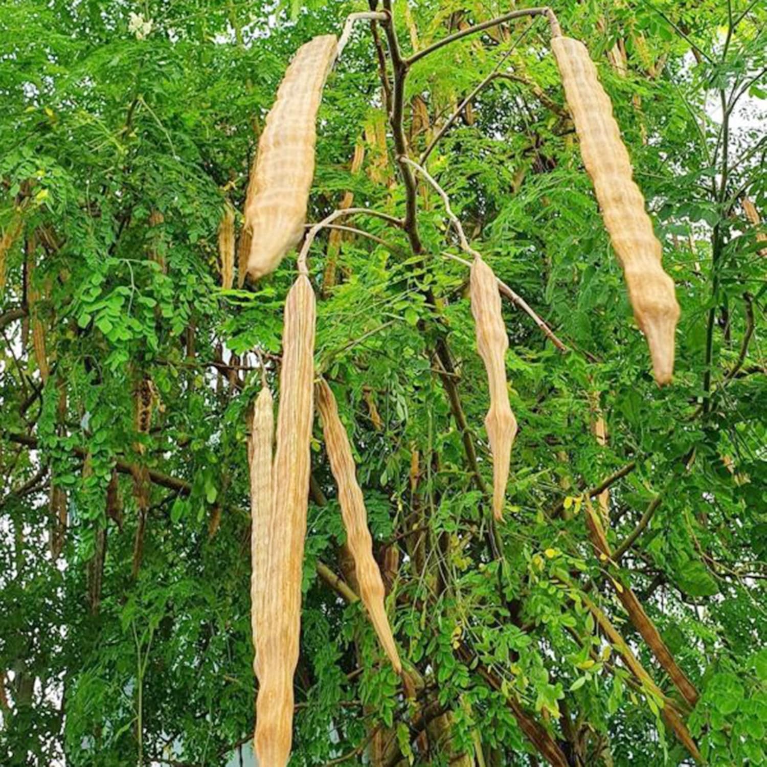 Highly Nutritious Miracle Tree Seeds for Fast-Growing, Edible Moringa ...