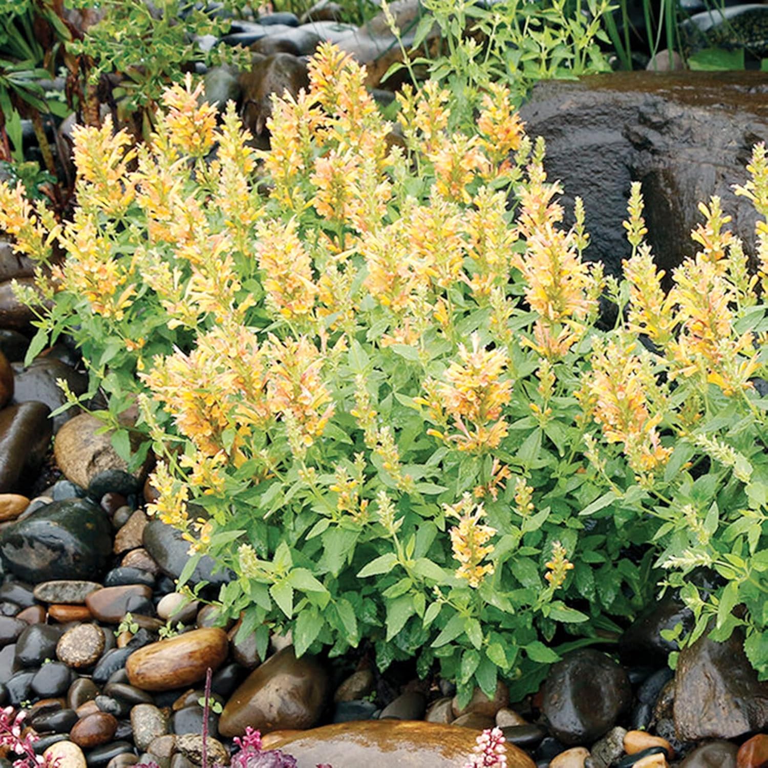 Amazon.com : QAUZUY GARDEN 500 Yellow Giant Hyssop Agastache Nepetoides ...