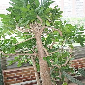 Amazon.com : Brazilian Prickly Pear Cactus (Brasiliopuntia brasiliensis ...