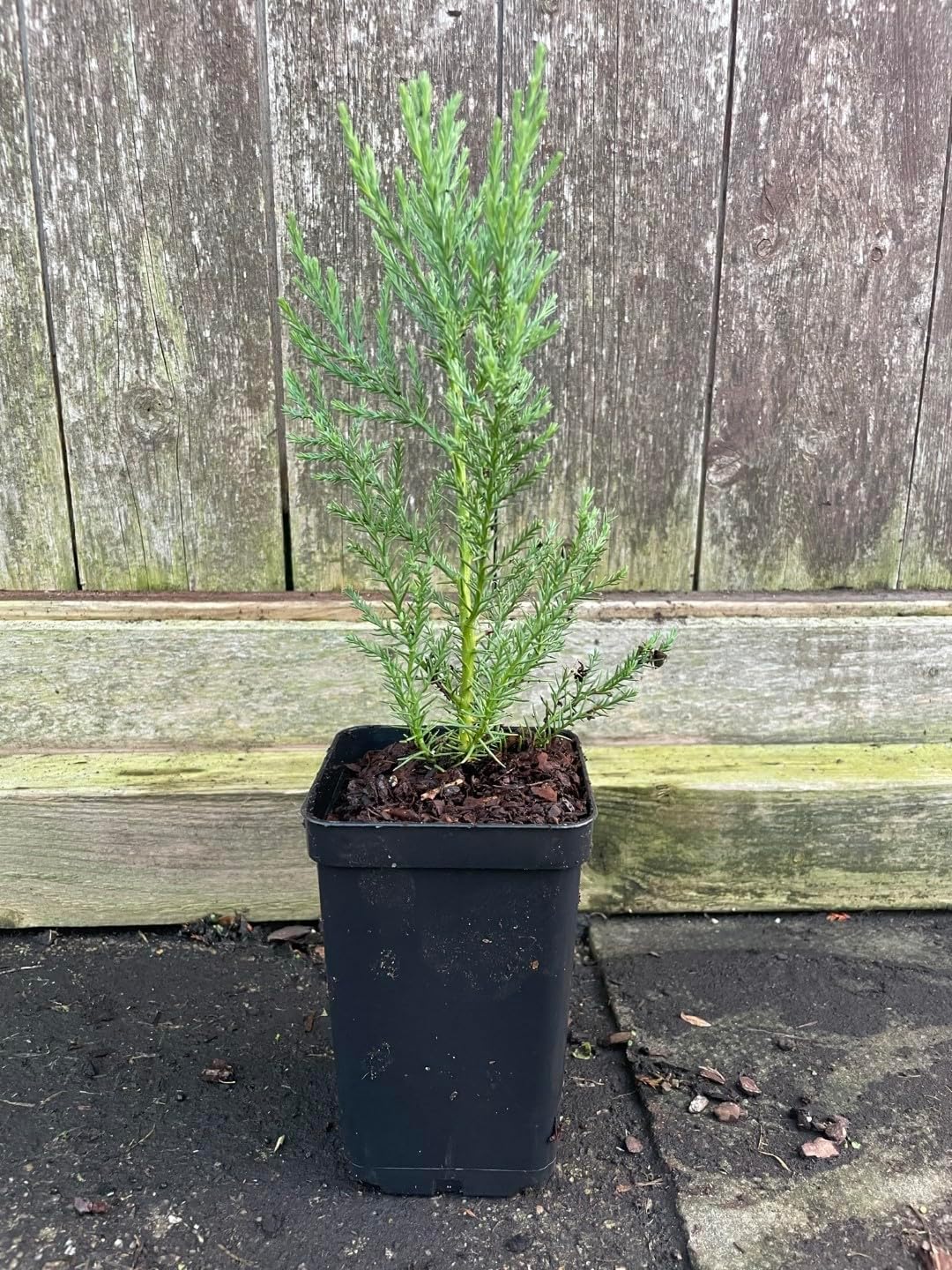 Giant Redwood - Sequoiadendron giganteum Tree - Mature Sapling (10-20cm ...
