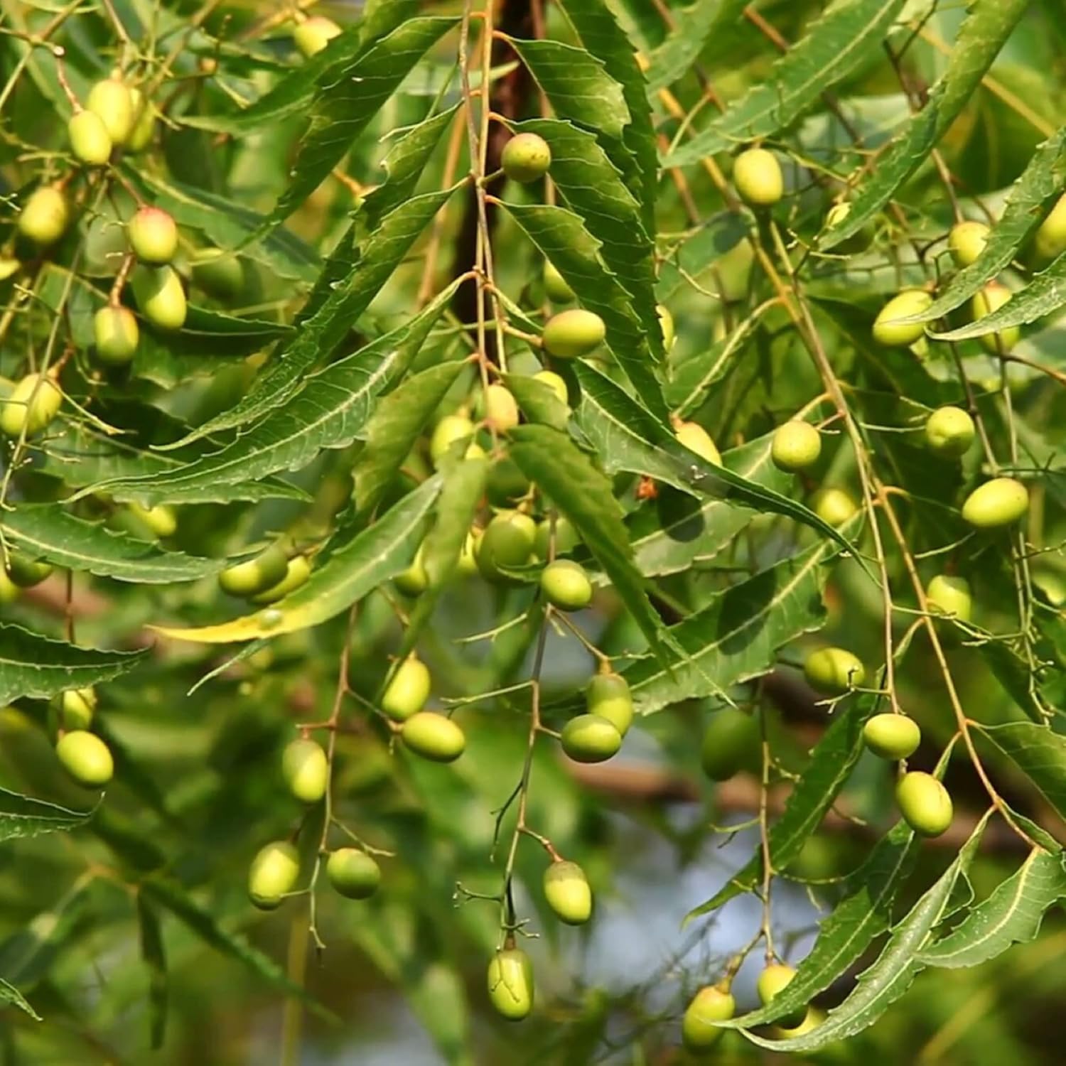 Neem Tree Seeds Azadirachta Indica Fast-Growing Tree Evergreen Drought ...