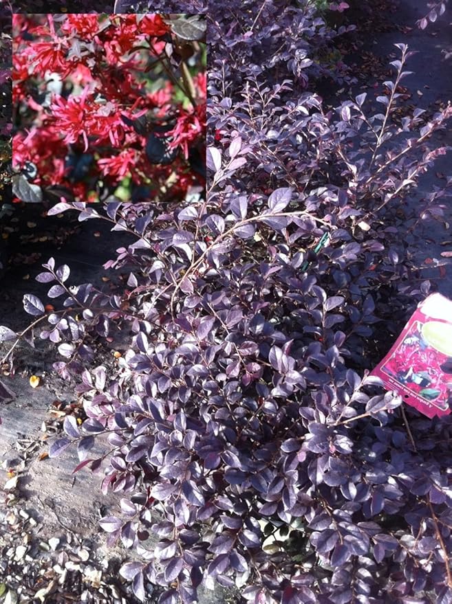 Amazon.com : Ever Red Fringe Flower (Loropetalum chinense 'Chang Nian ...