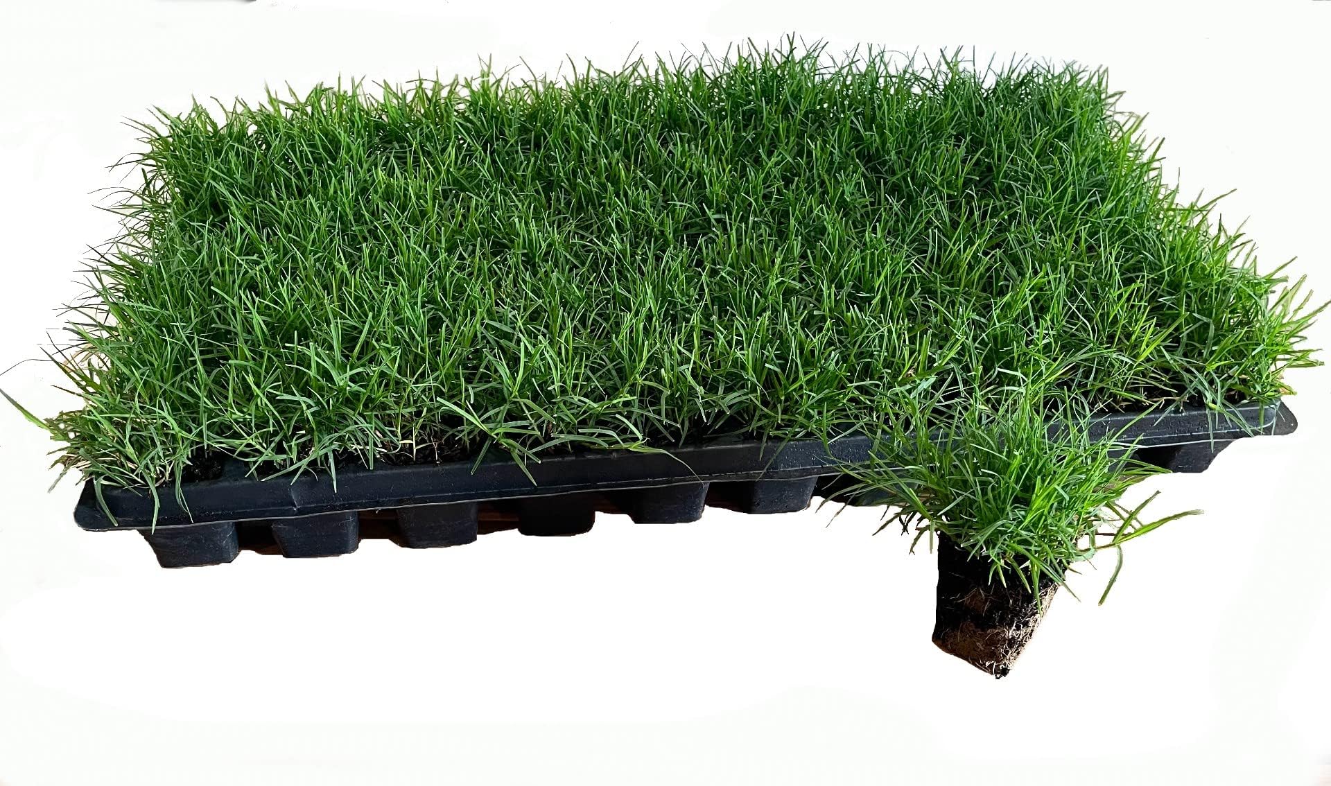 Amazon.com : Empire Turf® Zoysia Grass Plug Tray : Patio, Lawn & Garden