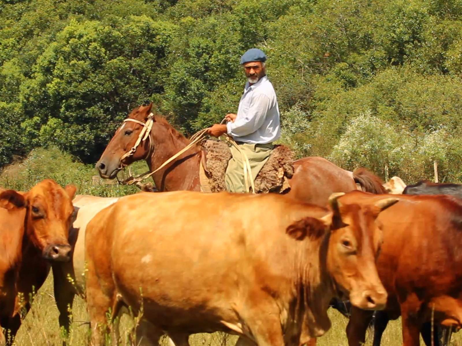 Amazon.co.jp: In the Americas with David Yetman : David Yetman, David ...